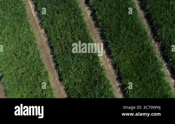 Field of Ukraine, cultivation of crops, young sprouts , food, Aerial ...