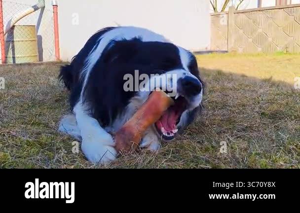 A Border Collie dog gnaws on a bone, covering the spring landscape. A ...