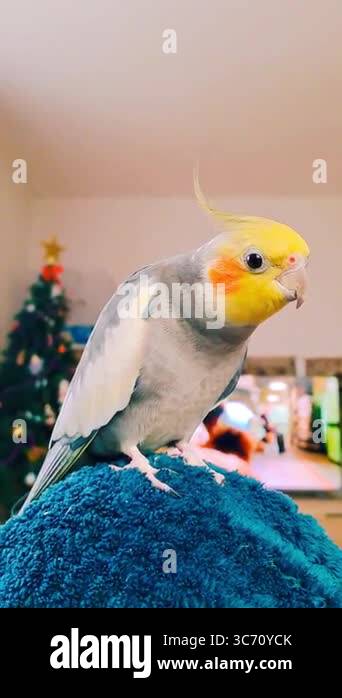 Corella parrot sits and sings songs on a New Years background. High ...