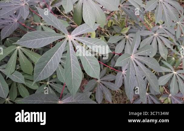 Cassava Tree Leaves Swaying in the Morning Breeze High-Quality 4K Video ...