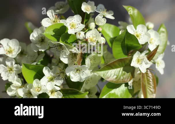 Flowering pear tree in orchard under sun light in spring time. Close up ...