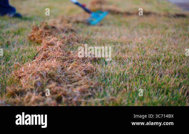 A person is removing dead grass from a lawn with a gardening tool in ...
