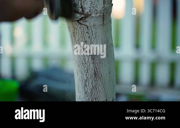 Tree trunk being cleaned of old white paint with a brush, close-up ...