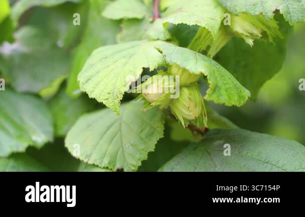 Verdant hazelnut cluster hanging from tree branch, surrounded by lush ...