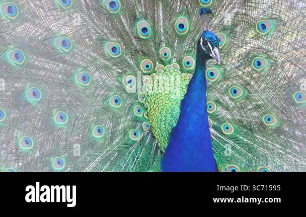 peacock with its tail spread out looks around , summer Stock Video ...