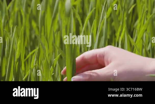 Close-up view of green growing wheat plants in an agricultural field ...