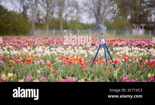 Water spray system irrigates large tulip plantations efficiently ...