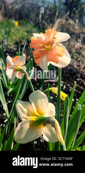 Narcissus. Flower with white orange petals, stamens and green leaves ...