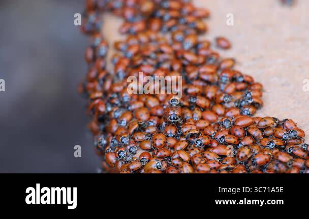 Ladybug migration in Pinnacles national park, California, USA Stock ...
