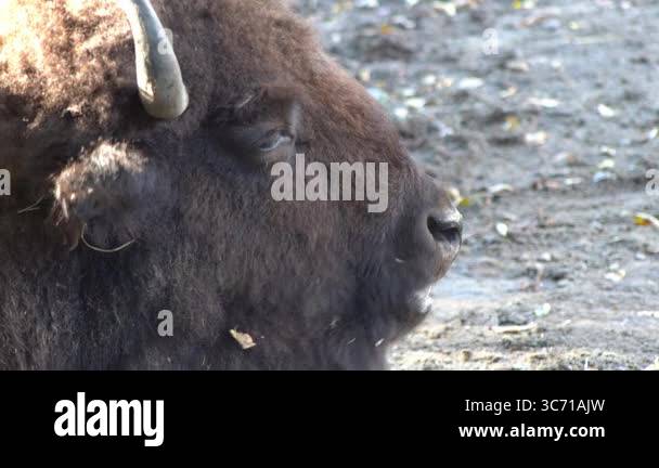 Head in profile of a ruminant. Nose and mouth. Bison chewing. Bison ...