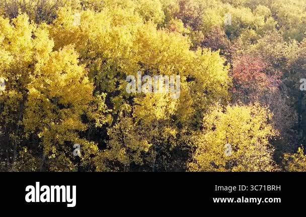 Stunning color palette changing leaves Stock Videos & Footage - HD and ...