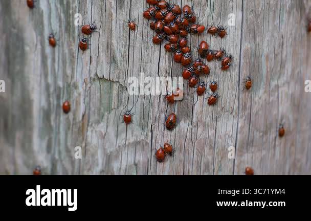 Ladybug migration in Pinnacles national park, California, USA Stock ...