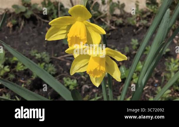 first spring flowers. yellow daffodils. bright yellow spring flower ...