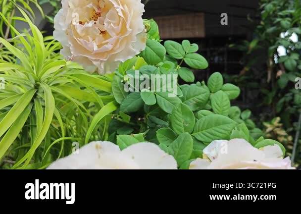 Lobe shaped leaves Stock Videos & Footage - HD and 4K Video Clips - Alamy