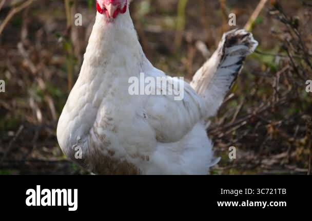 white rooster with red spots on his head Stock Video Footage - Alamy