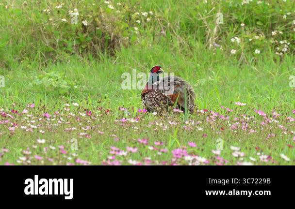 Ring-necked Pheasant male cleaning the feathers Stock Video Footage - Alamy