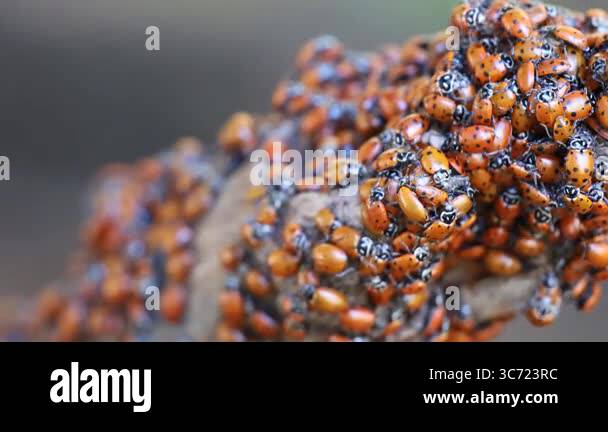 Ladybug migration in Pinnacles national park, California, USA Stock ...