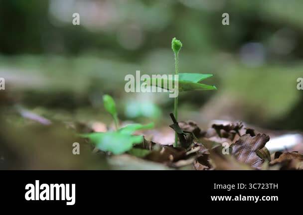 Beech tree sapling in the spring forest Stock Video Footage - Alamy