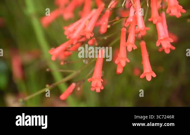 firecracker or coral plant red flower with drop of water in garden ...