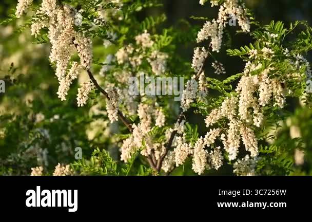 Branches of bright blooming acacia lit by warm setting sun. Blooming ...