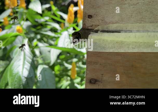 Scaptotrigona native bee nest in its natural habitat, stingless bee ...
