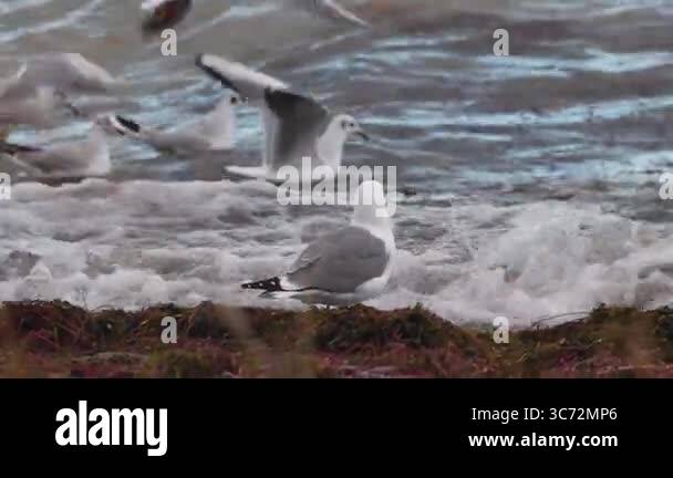 Gulls feeding on the shore of a wavy lake in winter. Yellow-legged Gull ...