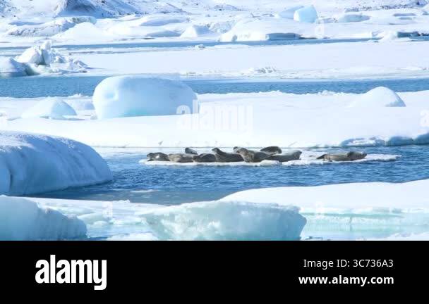 Seals swimming on an ice floe, part 1 Stock Video Footage - Alamy