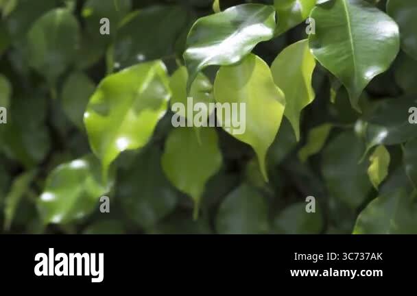 Time lapse of green leaves Stock Video Footage - Alamy