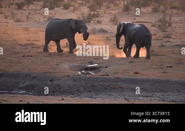 Two big elephants meeting in the Khaudum National Park in Namibia ...