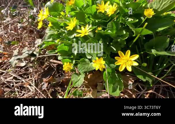Ficaria verna Ranunculus ficaria, invasive species of herbaceous ...