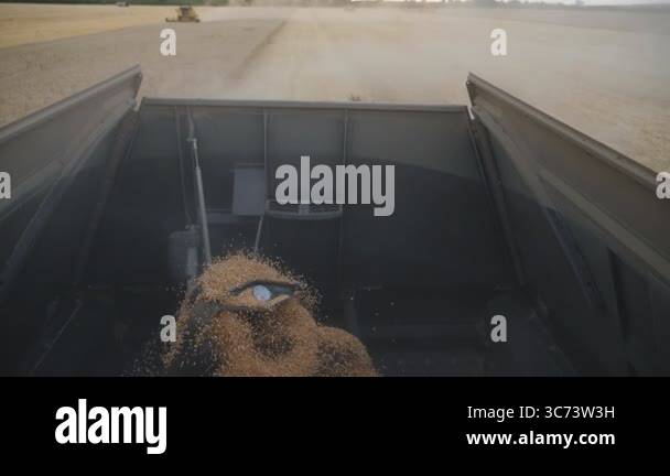 Close up of yellow dry wheat grains falling from harvester auger ...
