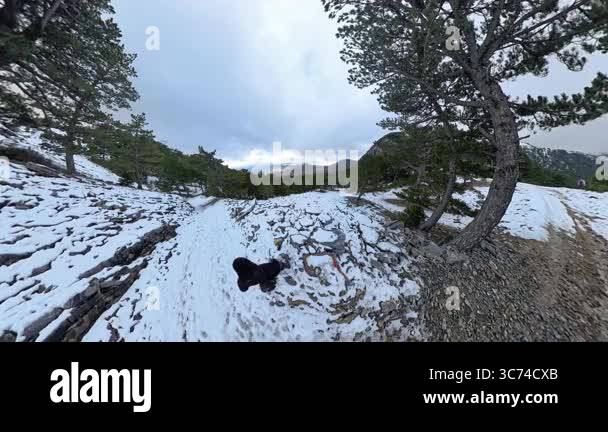 Aerial view of a man on a snowy forest path with surrounding pine trees ...