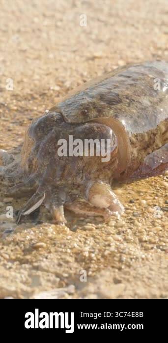 Vertical video. A Squid Being Struck On Its Shell With A Stick On Sandy ...