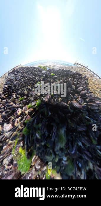 Closeup view of a dense cluster of mussels on rocks leading to the ...