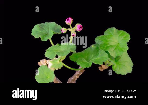 Red Geranium Pelargonium Blossoms. Beautiful Time Lapse of Opening Red ...