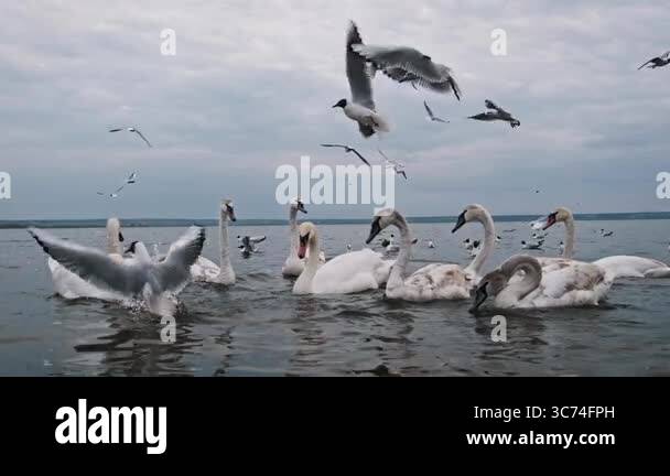 A group of swans and gulls gracefully navigate the lakes surface ...