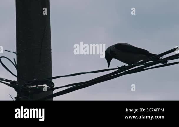 A lone crow perches on power lines against a muted sky, its dark ...