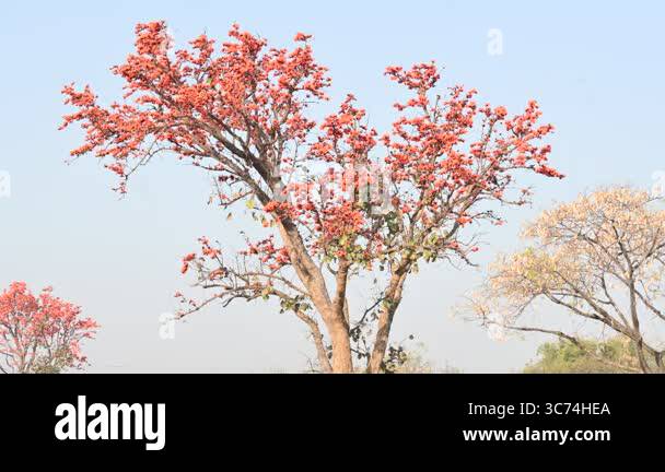 Butea monosperma flowers. It is a species ofButeanative. It is used for ...