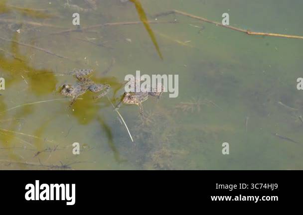 Frog swimming on water surface. Frog is an animal that lives both in ...