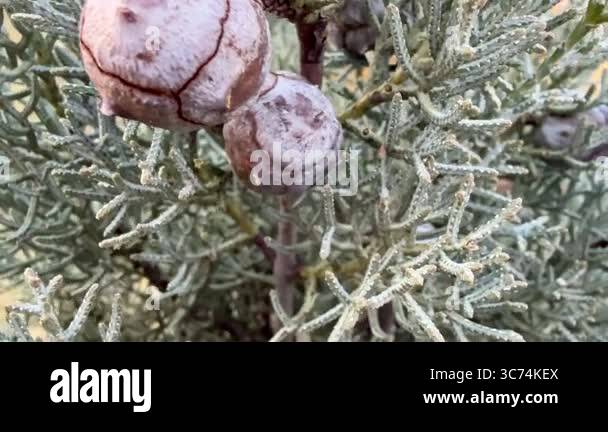 A closeup view of an intriguing growth on an evergreen plant ...