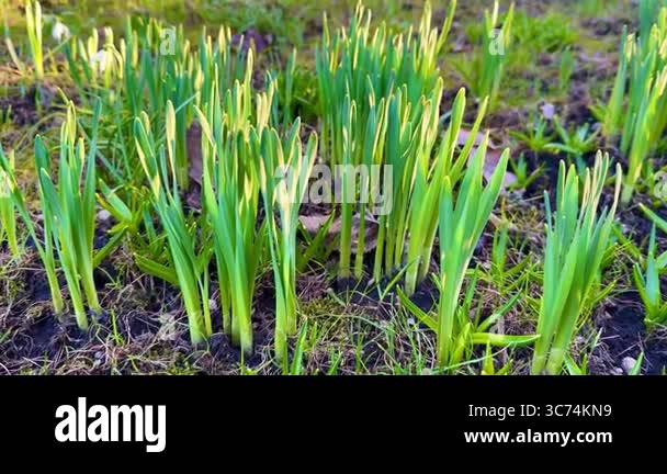 Fresh green shoots are sprouting from the thawed ground, signaling the ...