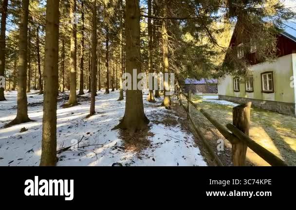 A serene winter landscape showcasing sunlit pine trees adorned with a ...