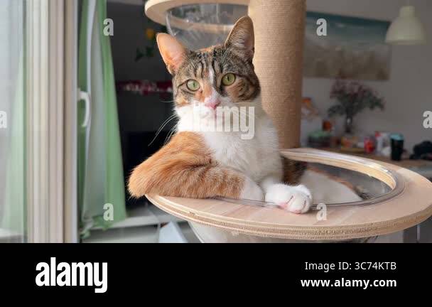 Calico cat comfortably perching on modern cat tree, gazing directly at ...