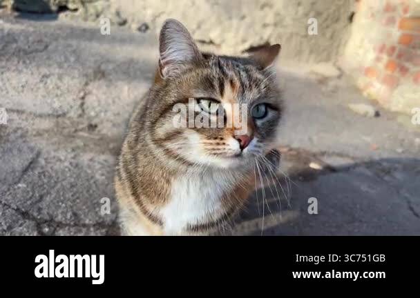 Cat sits calmly in Stock Videos & Footage - HD and 4K Video Clips - Alamy