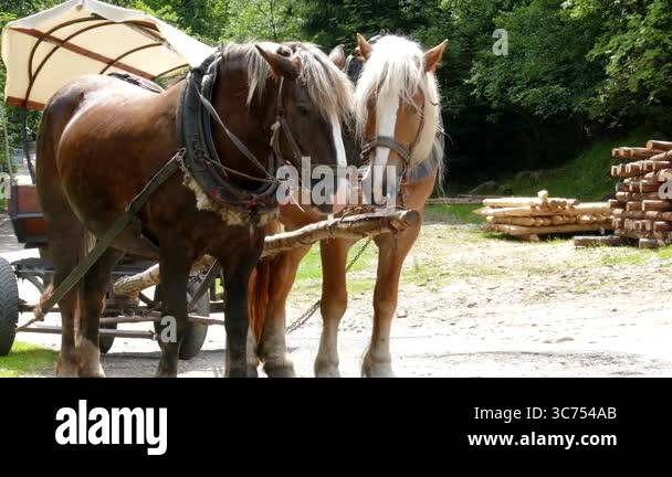 Horses in harness. Working horses. Working animals Stock Video Footage ...