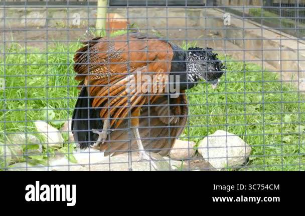 Female animals Stock Videos & Footage - HD and 4K Video Clips - Alamy