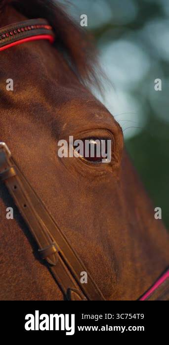 This video frame offers a detailed glimpse into the gentle eye of a ...