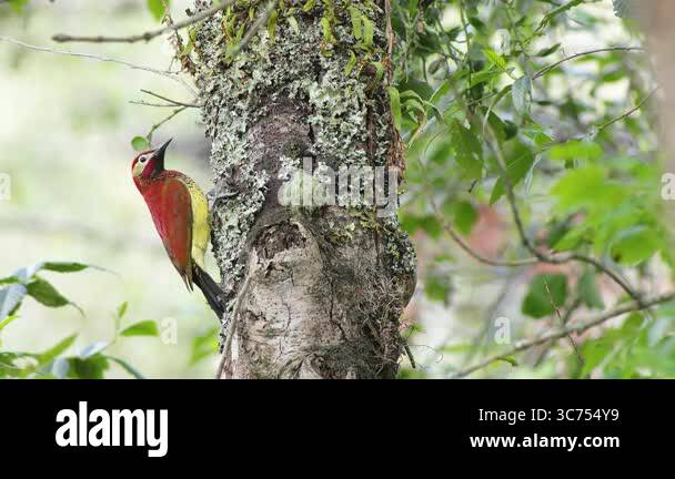 Red alder trunk Stock Videos & Footage - HD and 4K Video Clips - Alamy
