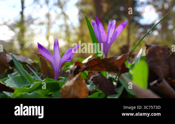 Vibrant crocus flowers blooming amidst fallen autumn leaves, captured ...