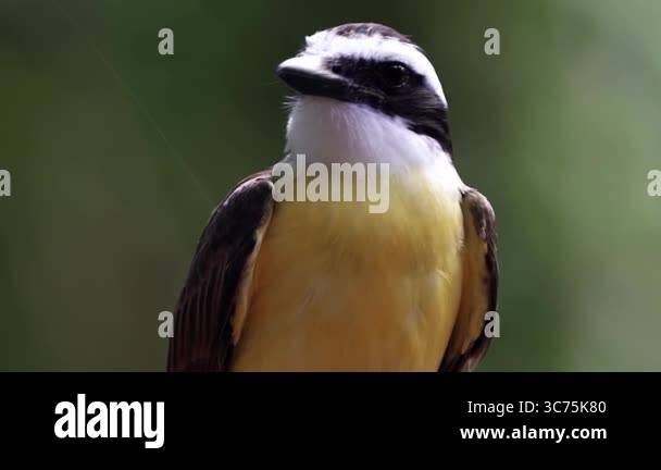 The great kiskadee bird showcases its vibrant yellow and black feathers ...